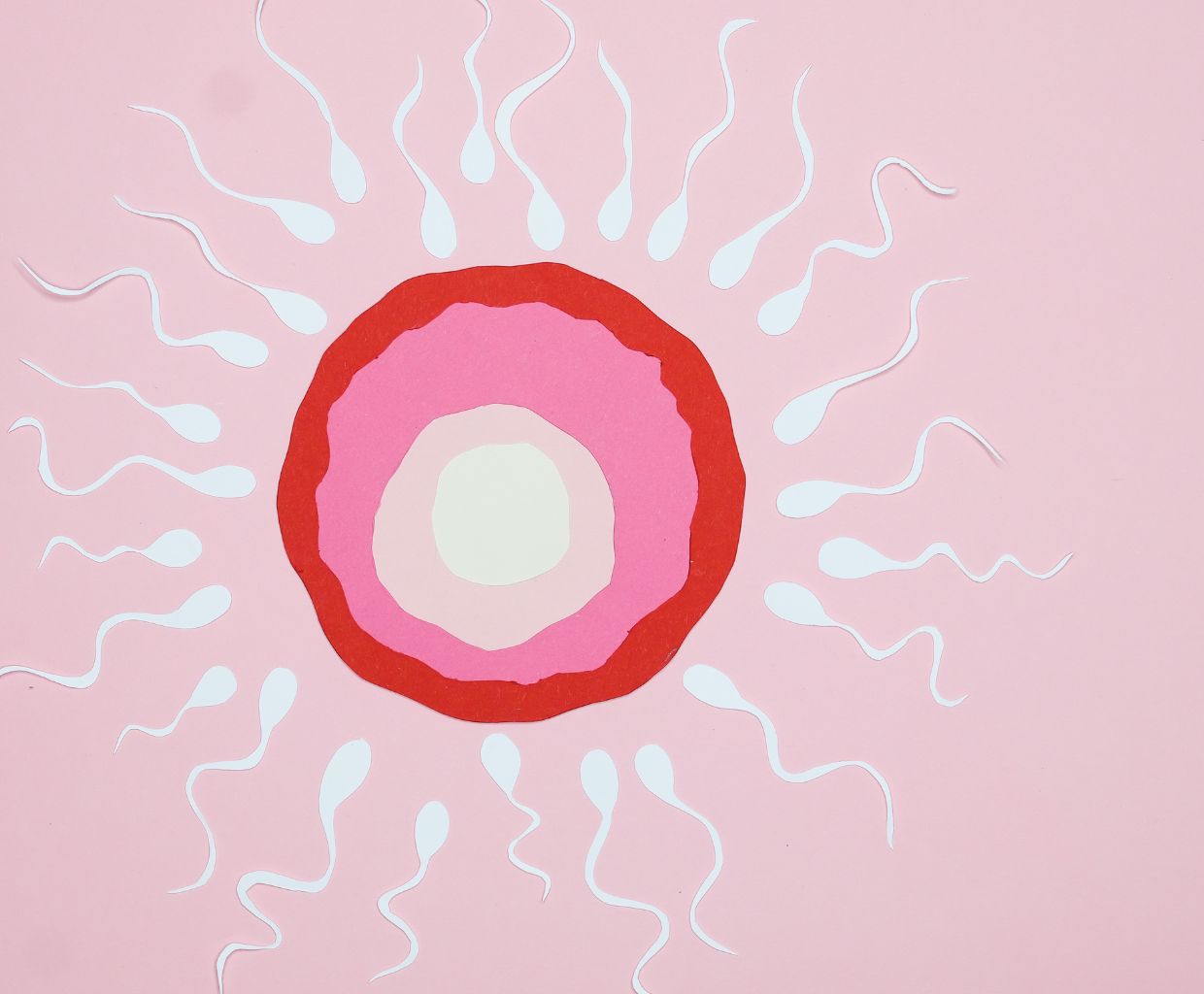 How Pregnancy Happens: Fertilization, Implantation